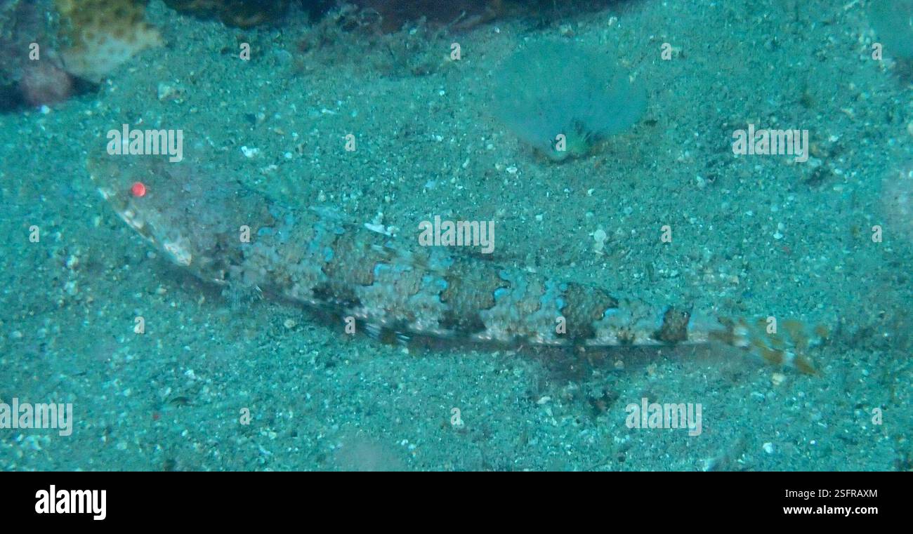 Red Lizardfish (Synodus synodus), Actinopterygii, São Vicente, Mindelo ...