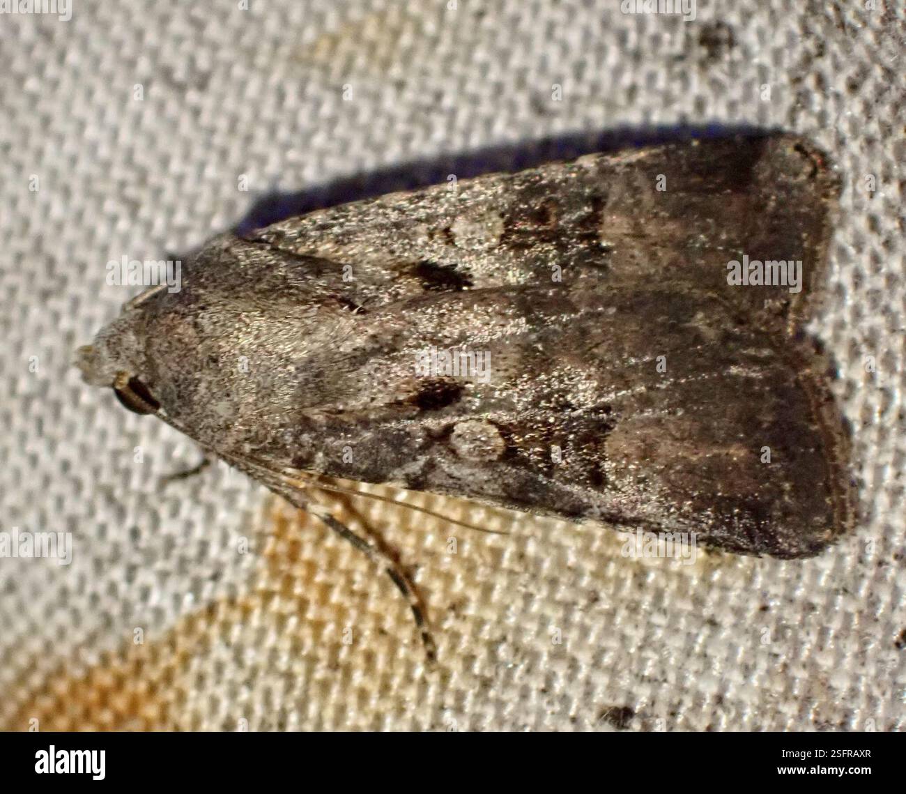 (Agrotis), Insecta, Santo Antão, Cape Verde, CV Stock Photo - Alamy
