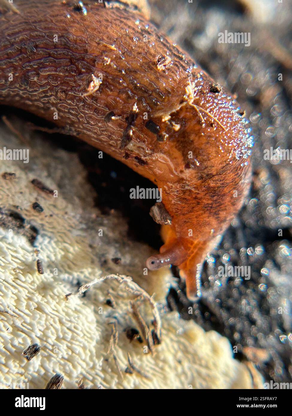 Threeband Slugs (Ambigolimax), Mollusca, Highland Dr, Los Osos, CA, US ...