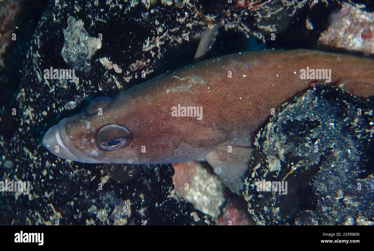 Greater Soapfish (Rypticus saponaceus), Actinopterygii, Baía da Fateixa ...