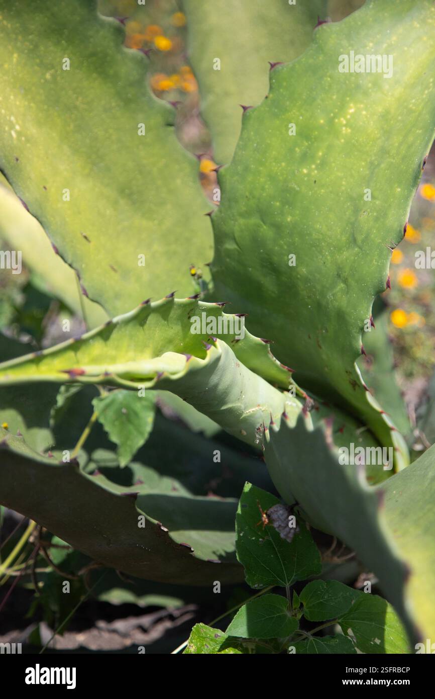 Wild agave maguey tepeztate (Agave marmorata) plants on an organic ...