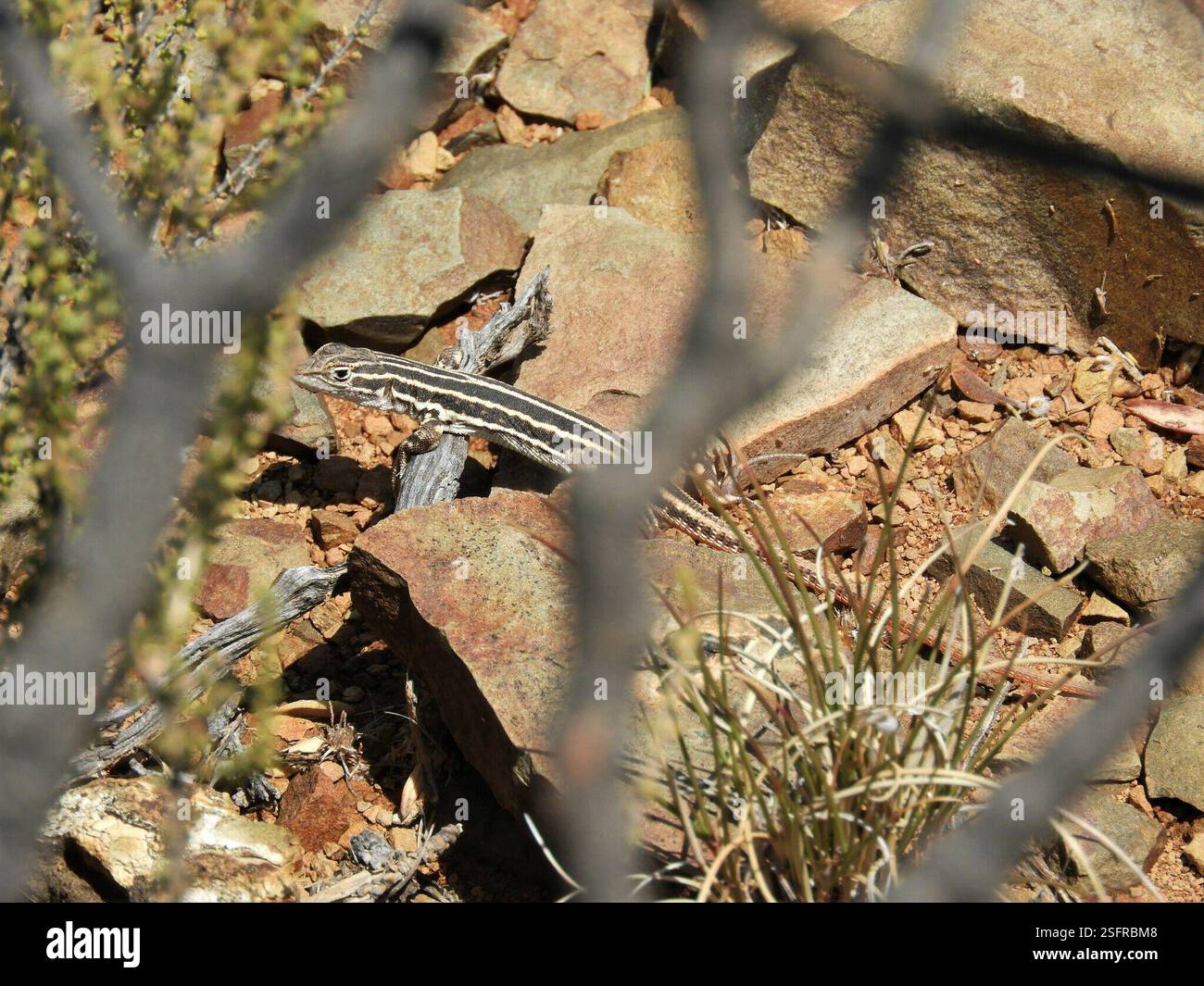 Cape Sand Lizard (Pedioplanis laticeps), Reptilia, Ubuntu Local ...
