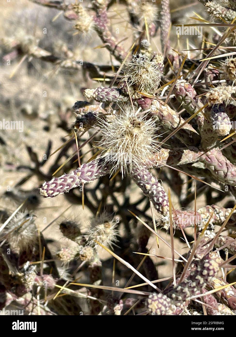 Branched Pencil Cholla (Cylindropuntia ramosissima), Plantae, Joshua ...