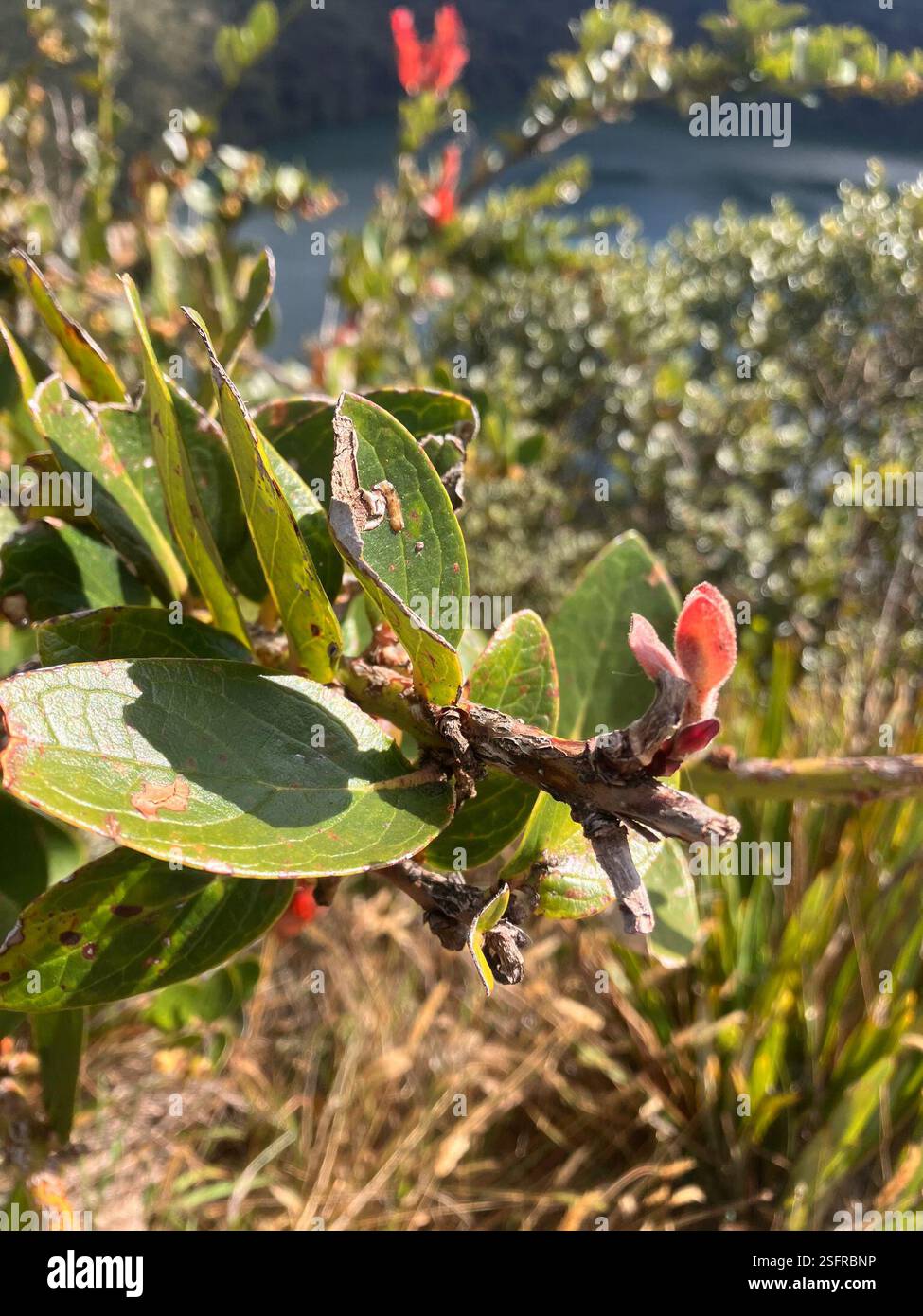 tropical blueberry (Macleania rupestris), Plantae, Tierra Negra ...