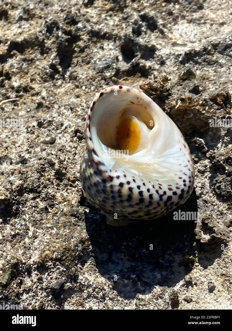 Turbinate Monodont (Phorcus turbinatus), Mollusca, Puerto de Campos ...