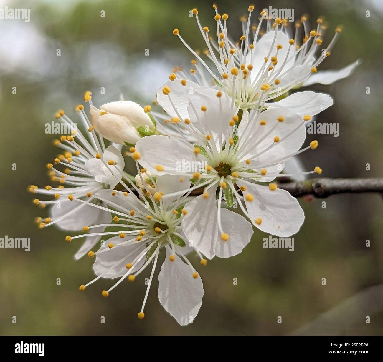 plums, cherries, and allies (Prunus), Plantae, Brooksville, FL 34602 ...