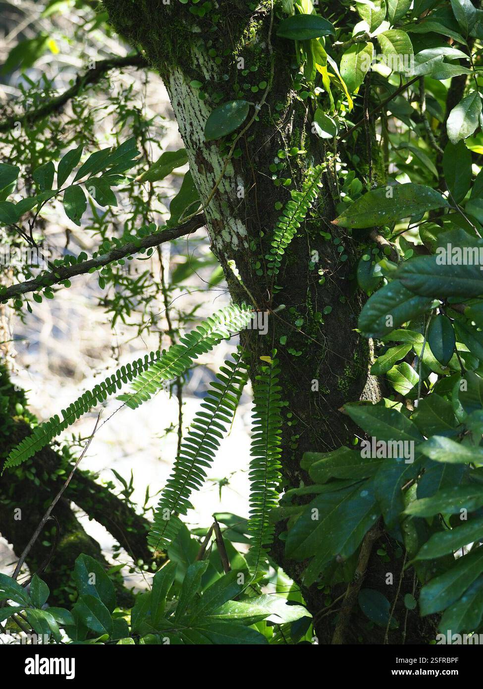 Fishbone Fern (Nephrolepis cordifolia), Plantae, 台灣新北市 Stock Photo - Alamy