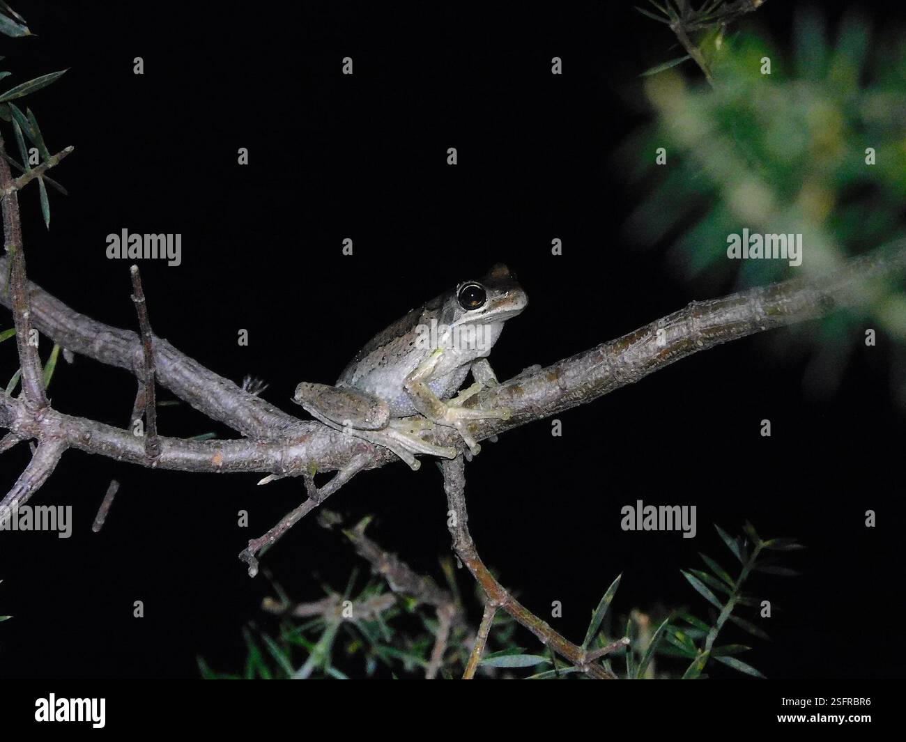 Brown Tree Frog (Litoria ewingii), Amphibia, Hobart TAS, Australia ...