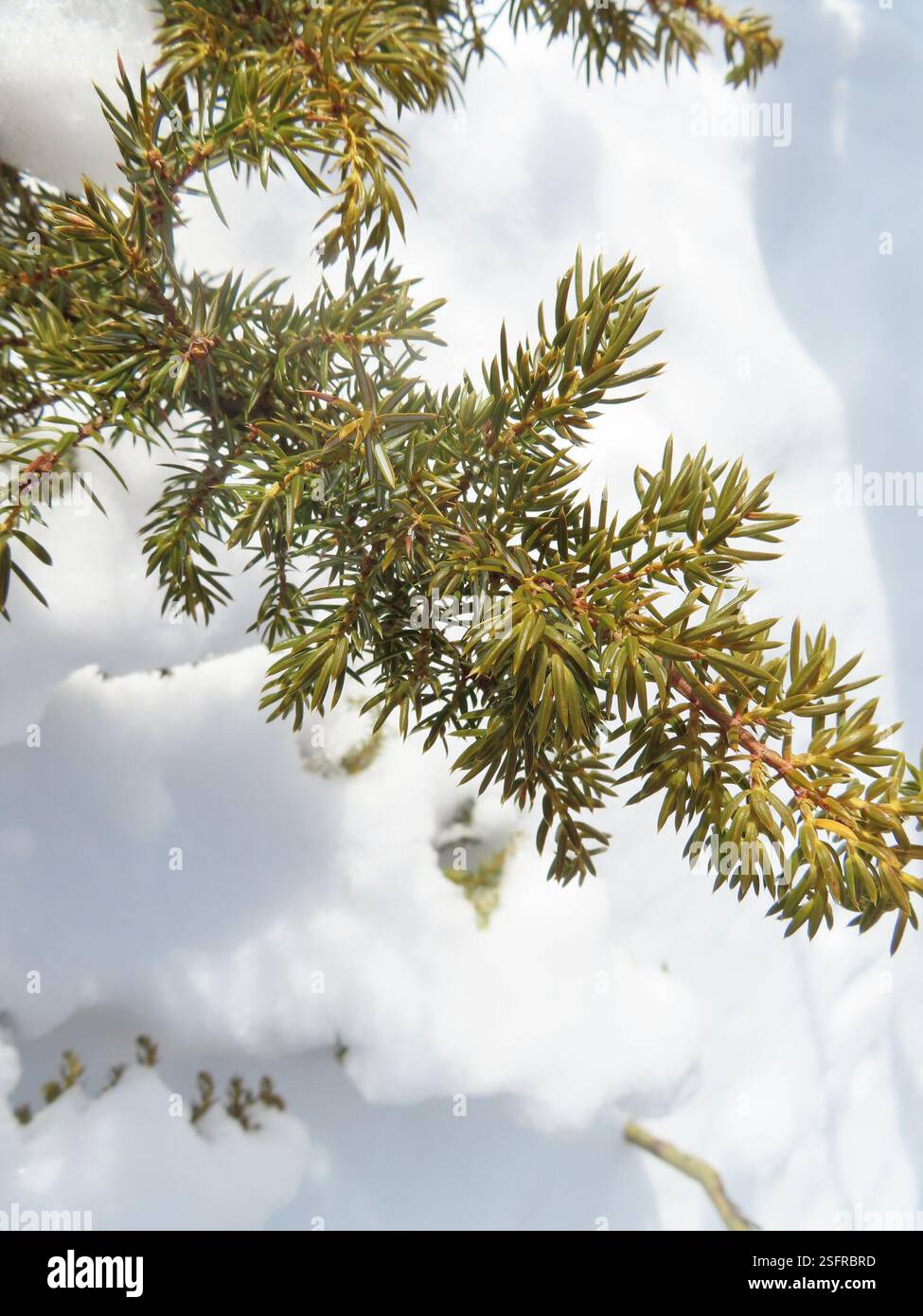 common juniper (Juniperus communis), Plantae, Summit, Colorado, United ...