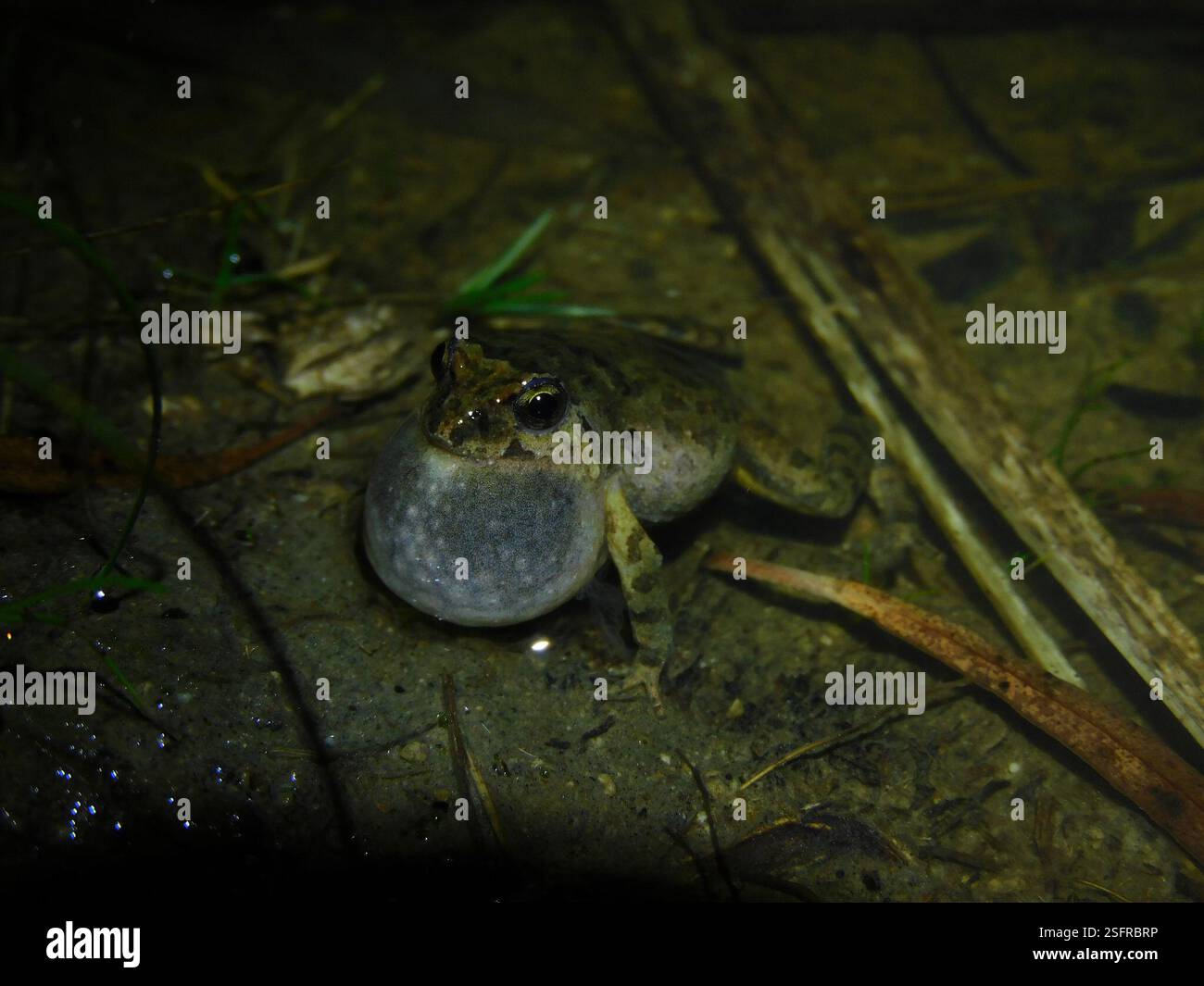 Common Eastern Froglet (Crinia signifera), Amphibia, Hobart TAS ...