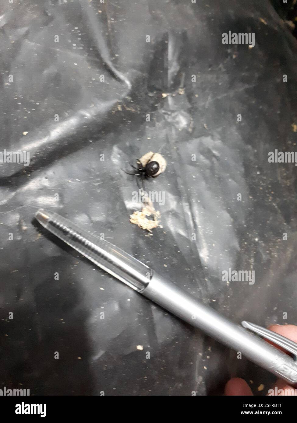 False Widow Spiders (Steatoda), Arachnida, Fairfield, Lower Hutt 5011 ...