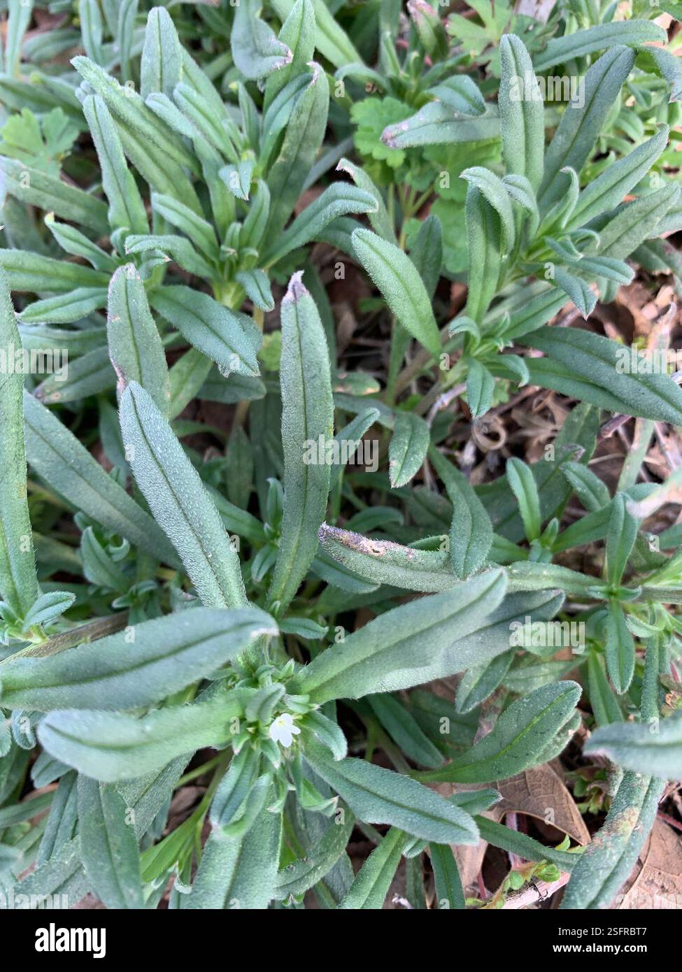 corn gromwell (Buglossoides arvensis), Plantae, Green Acres Farm ...