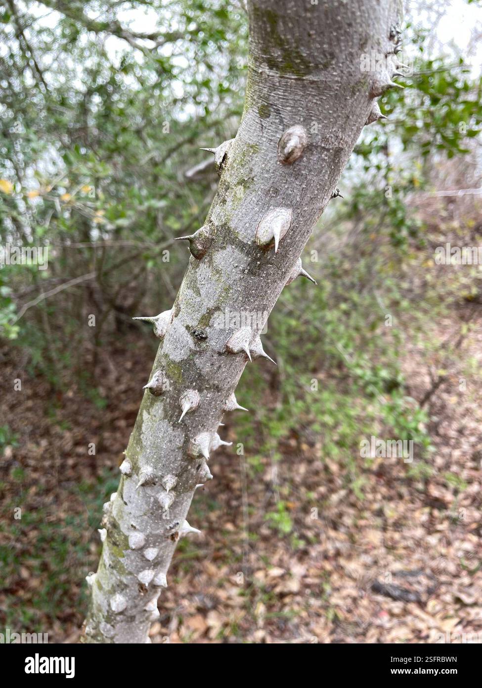 Hercules' club (Zanthoxylum clava-herculis), Plantae, Fairfield Lake ...