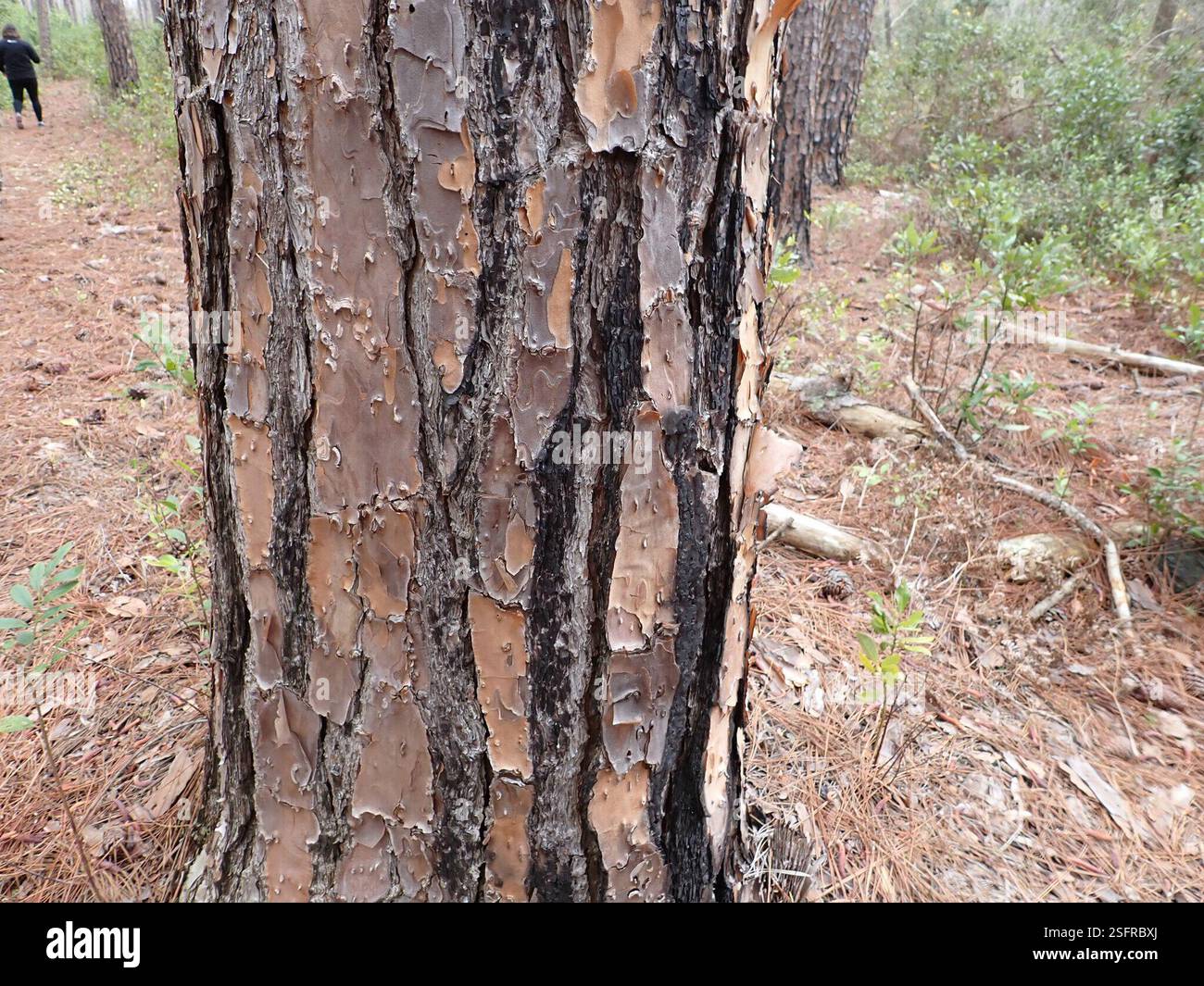 pines (Pinus), Plantae, North Carolina, US Stock Photo - Alamy