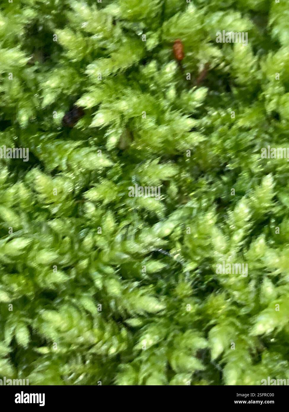 Rough-stalked Feather-moss (Brachythecium rutabulum), Plantae, Lonsdale ...