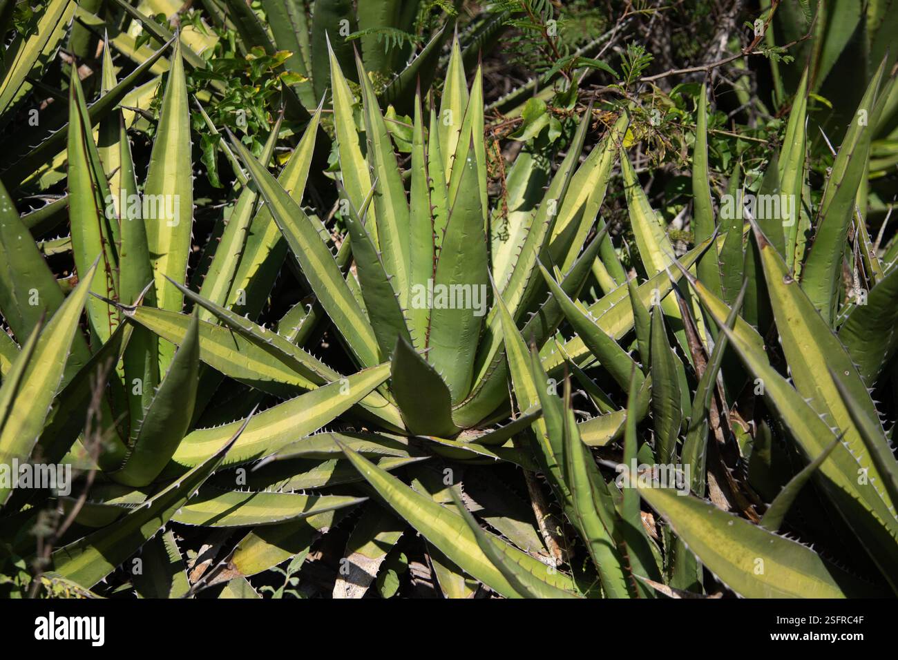 Wild maguey jabali (Agave Convallis) plants on an organic plantation ...