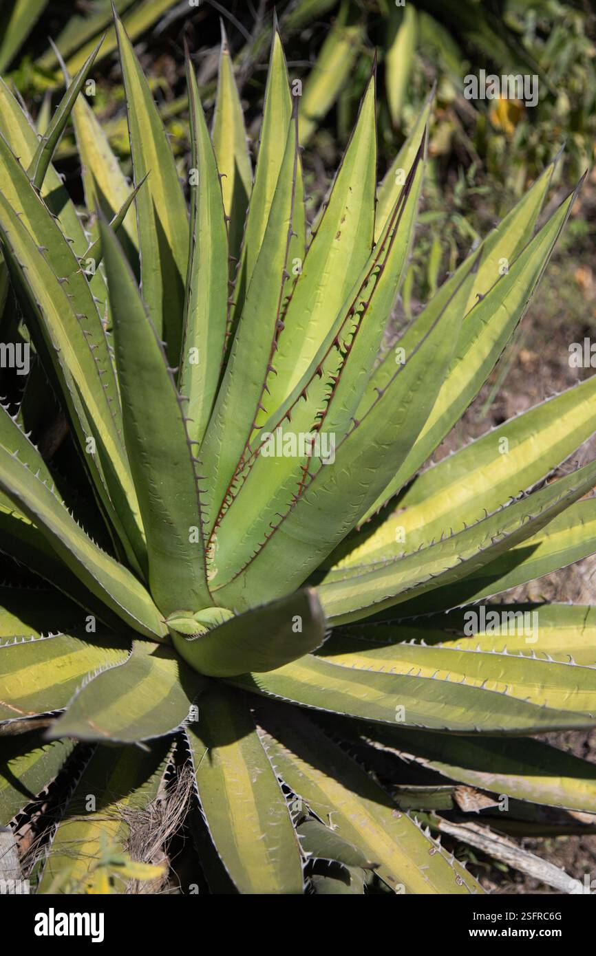 Wild maguey jabali (Agave Convallis) plants on an organic plantation ...