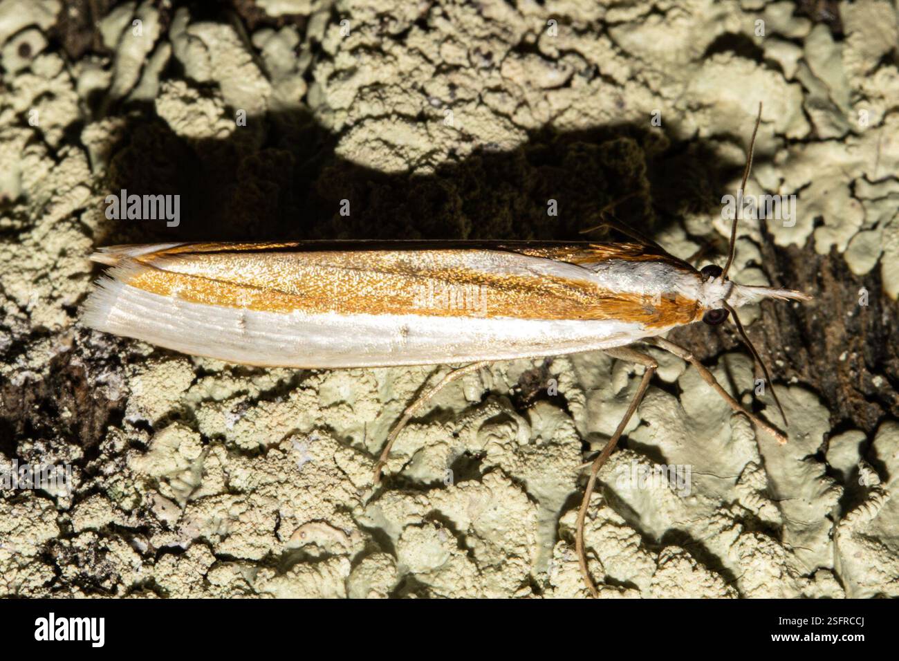 (Orocrambus ephorus), Insecta, Naseby, New Zealand, West Eweburn Dam ...