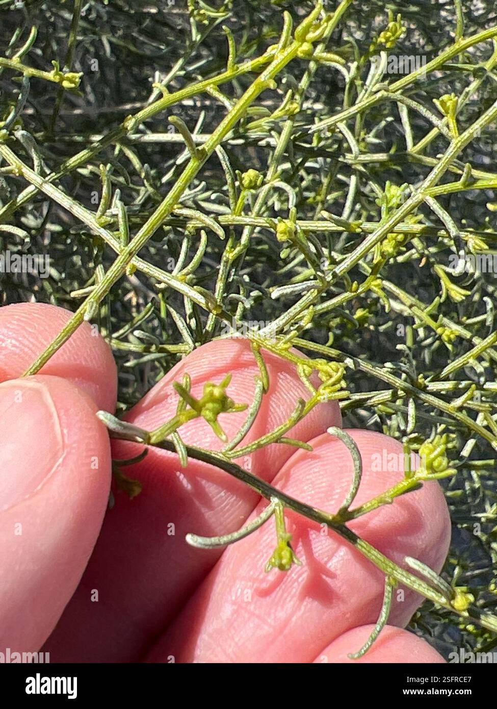 cheesebush (Ambrosia salsola salsola), Plantae, Anza-Borrego Desert ...