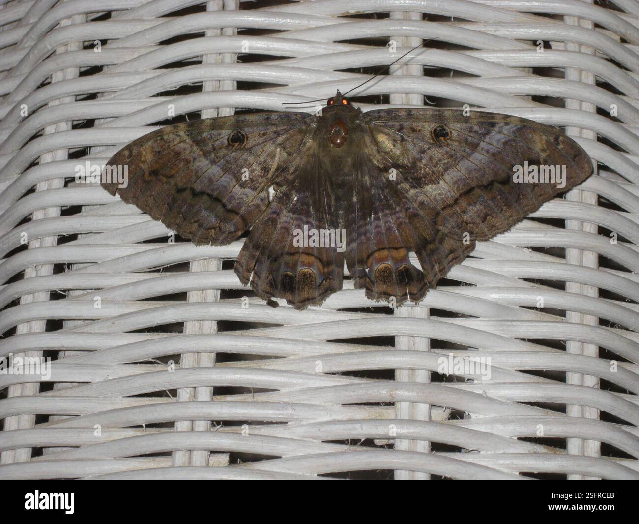 Black Witch (Ascalapha odorata), Insecta, Central Eleuthera, The ...