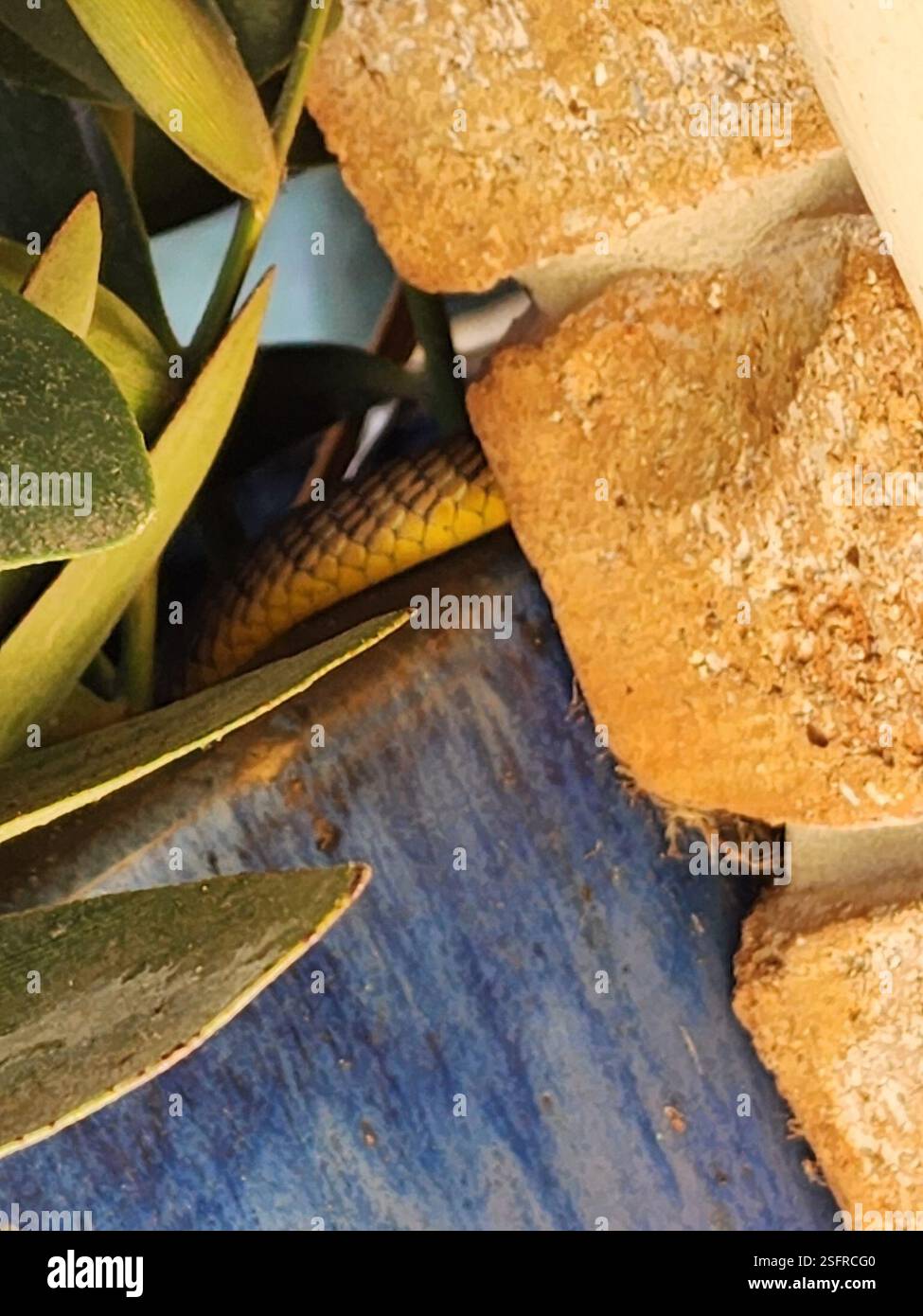 Common Tree Snake (Dendrelaphis punctulatus), Reptilia, Bouldercombe ...