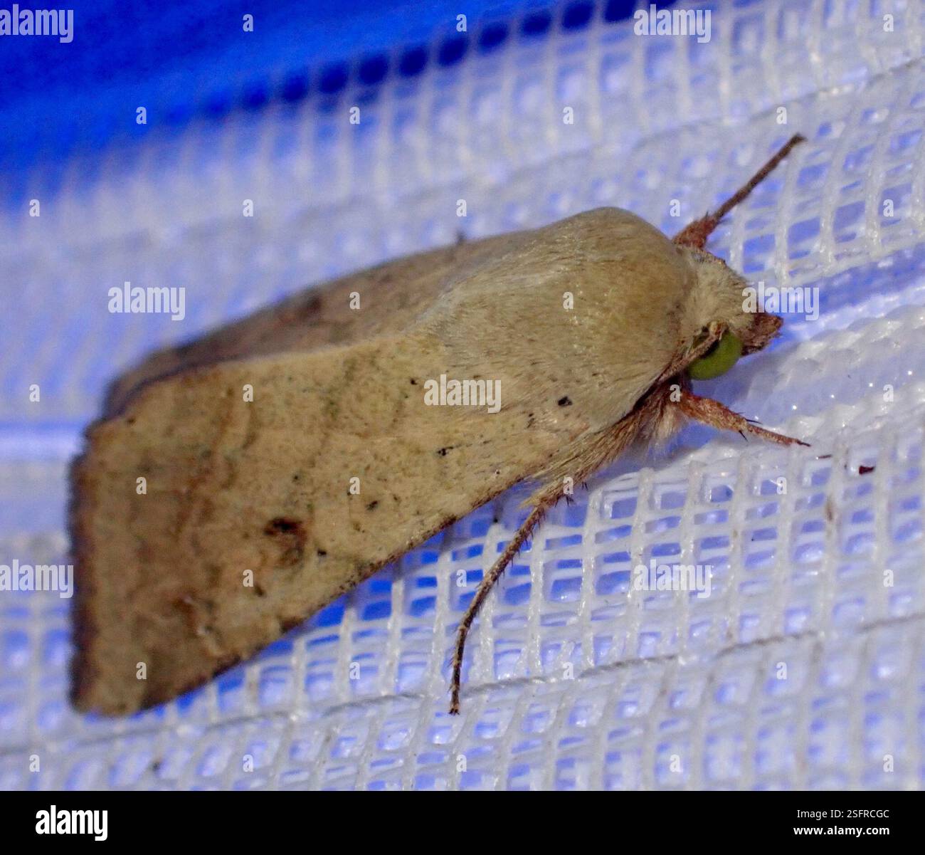Cotton Bollworm Moth (Helicoverpa armigera), Insecta, Santo Antão, Cape ...