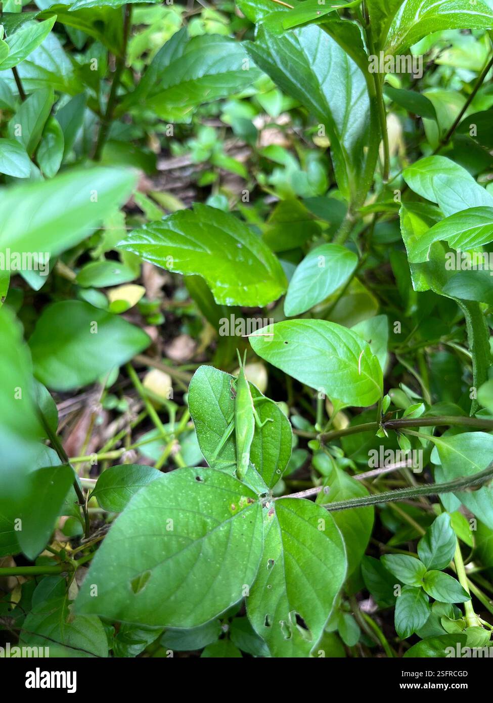 Northern Grass Pyrgomorph (Atractomorpha similis), Insecta, Northwest ...