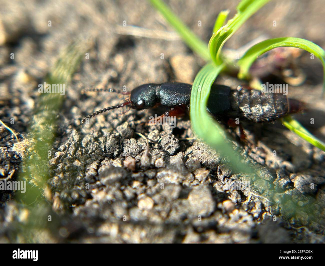 (Dinothenarus saphyrinus), Insecta, San Luis Obispo, CA, US Stock Photo ...