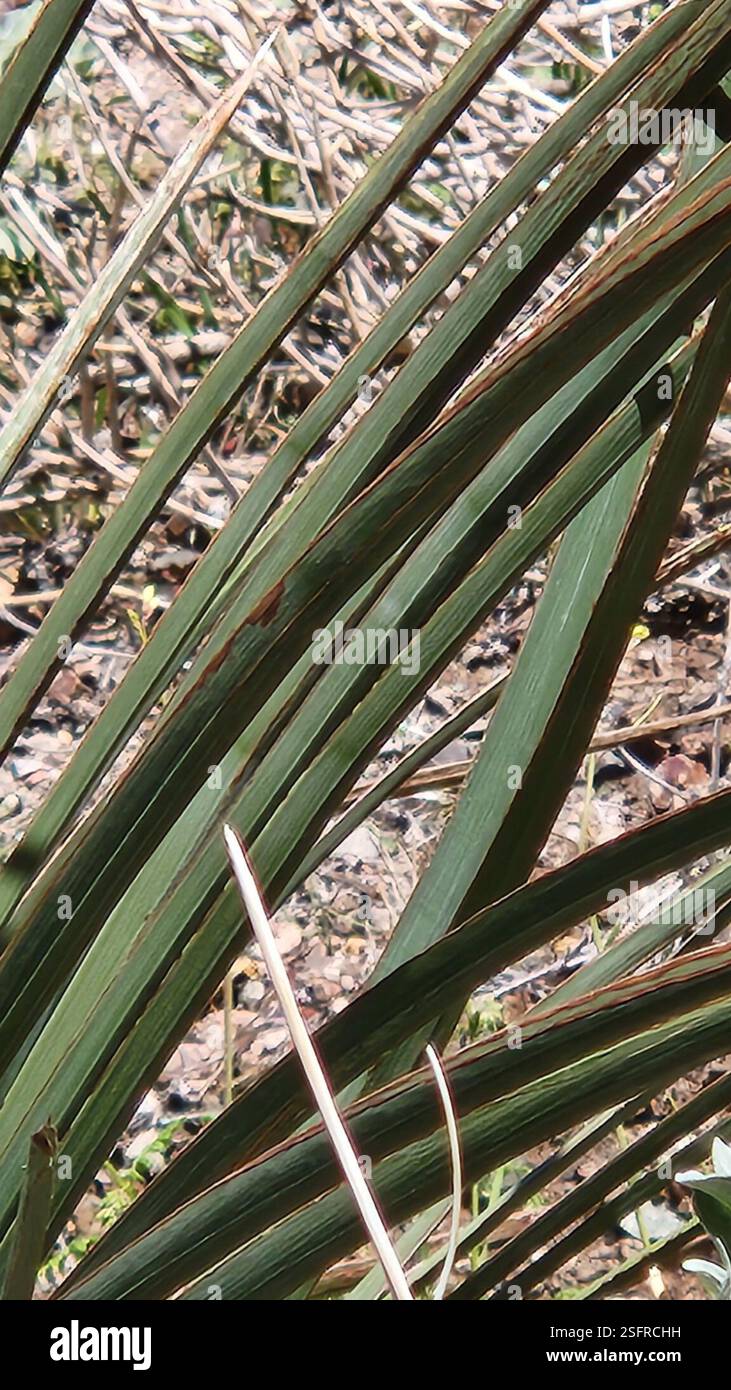 chaparral yucca (Hesperoyucca whipplei), Plantae, Riverside County, US ...