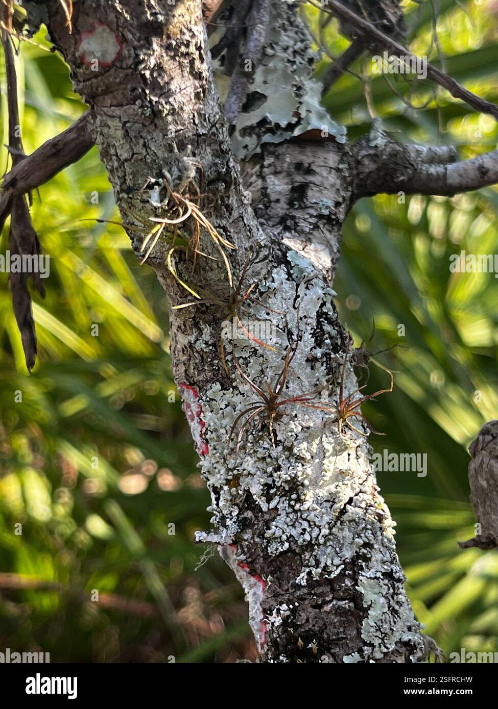 southern needleleaf airplant (Tillandsia setacea), Plantae, Estero, FL ...