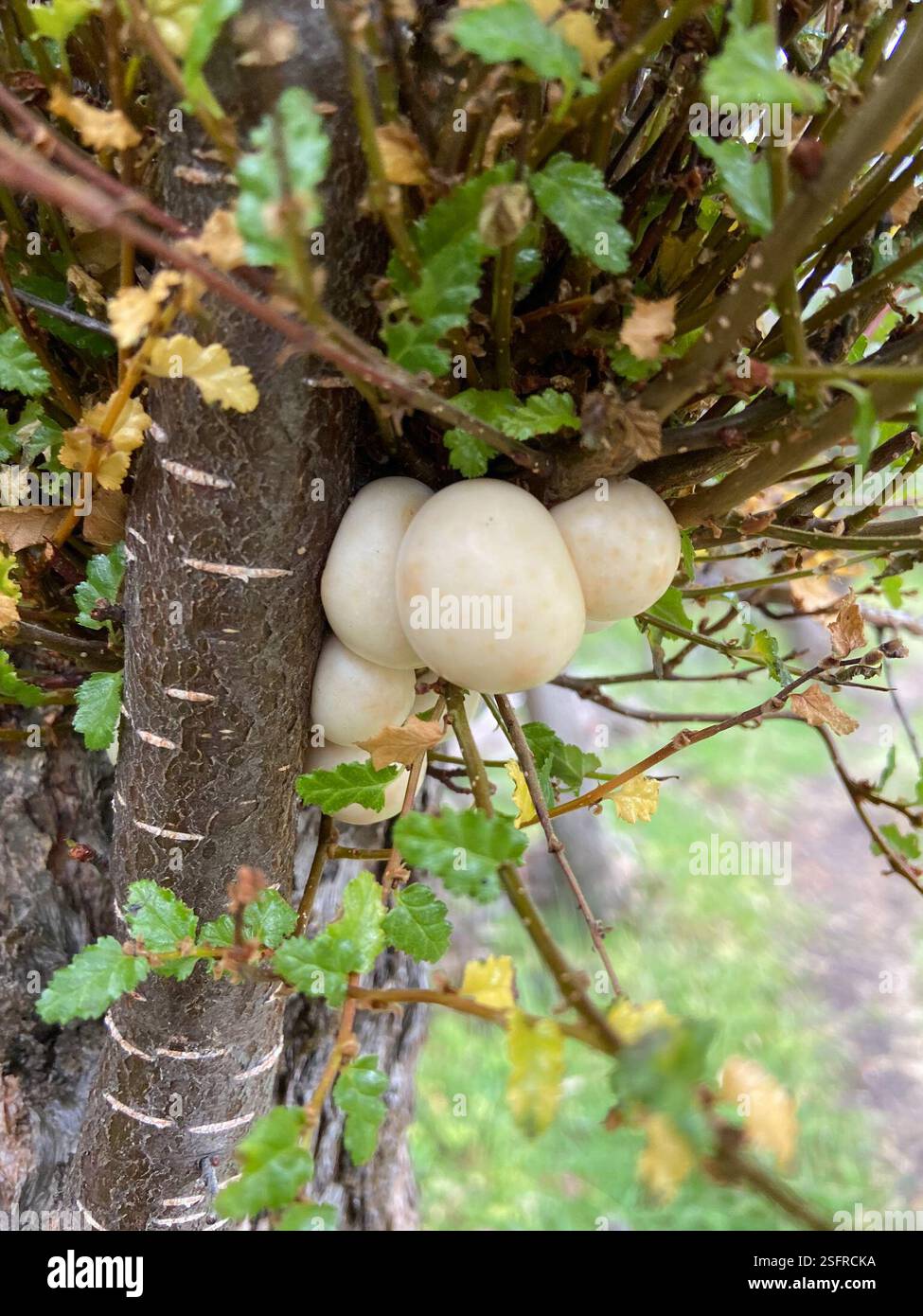 Darwin's fungus (Cyttaria darwinii), Fungi, Province de Santa Cruz, AR ...