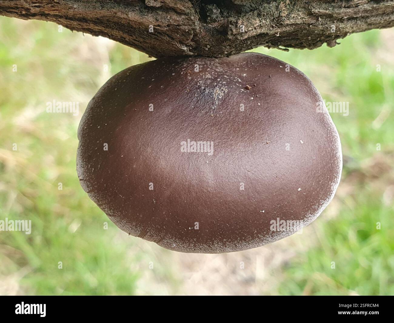 Brown Oyster Mushroom (Pleurotus australis), Fungi, Mākara, Wellington ...
