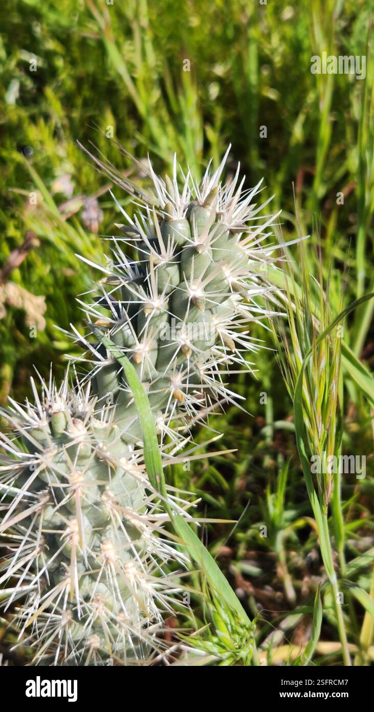Silver Cholla (Cylindropuntia echinocarpa), Plantae, Whitewater Canyon ...