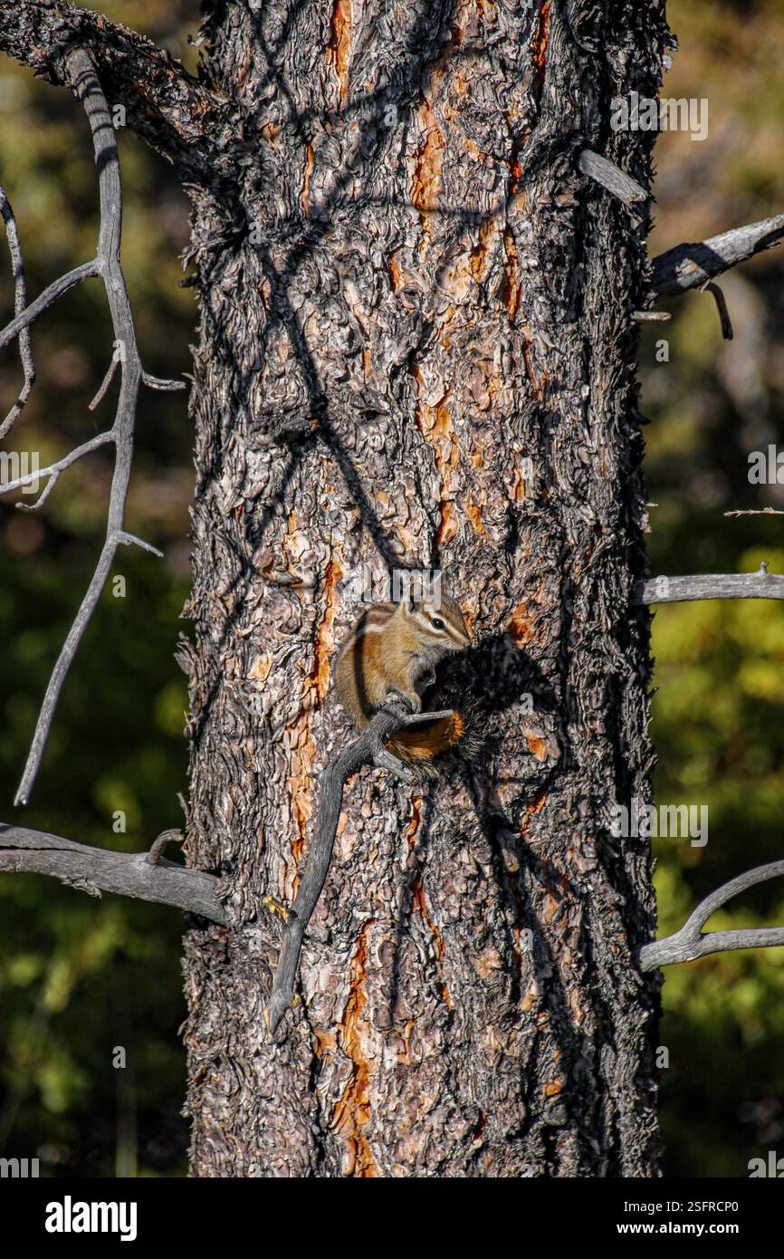 Explore the beautiful textures of tree bark and dancing shadows in ...