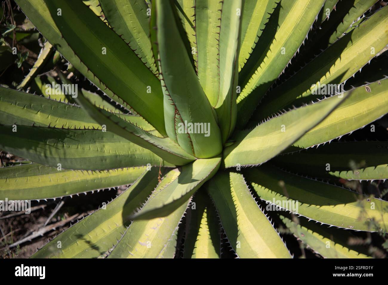 Wild maguey jabali (Agave Convallis) plants on an organic plantation ...