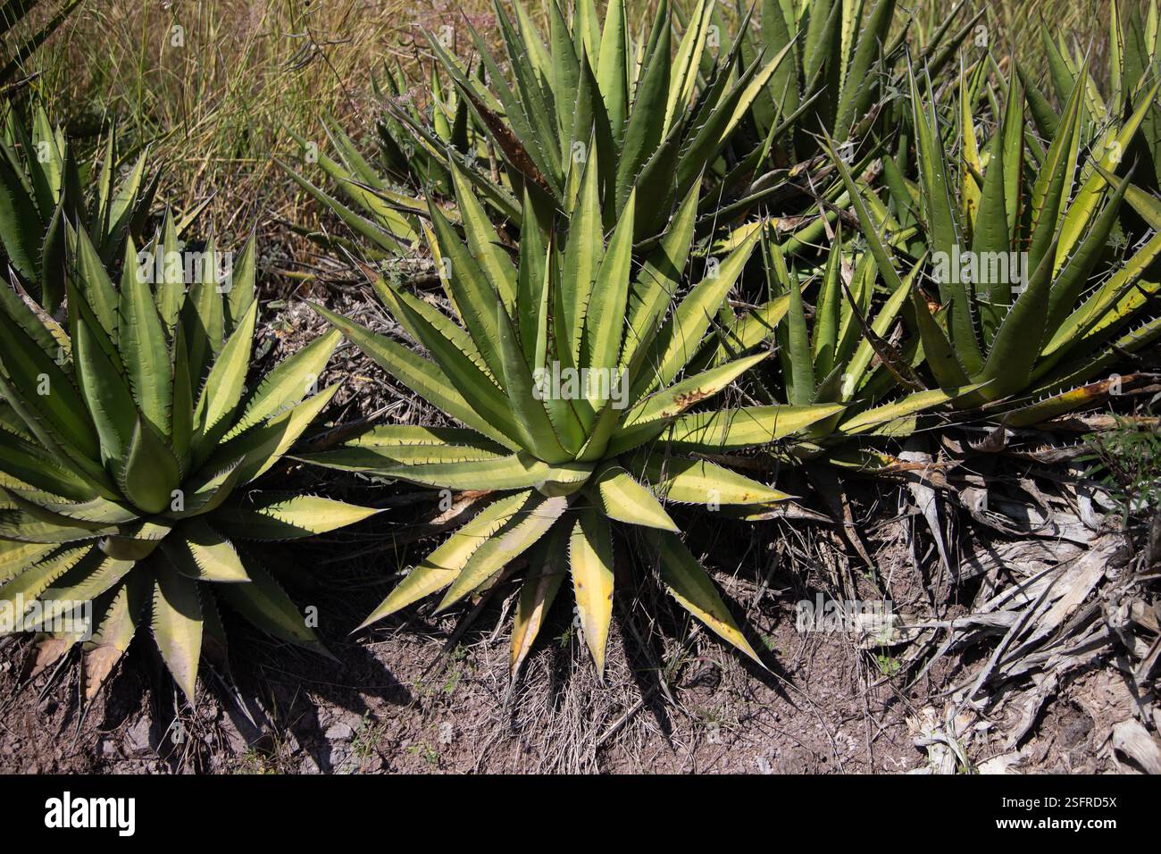Wild maguey jabali (Agave Convallis) plants on an organic plantation ...