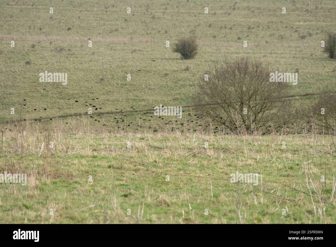 a large flock of winter starlings (Sturnus vulgaris Stock Photo - Alamy