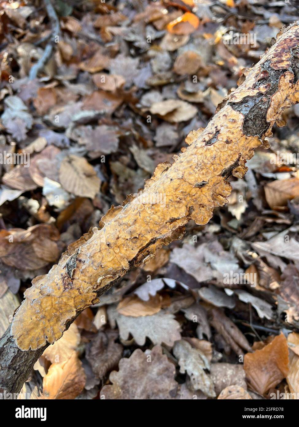 Broadleaf Bleeding-crust (Stereum rugosum), Fungi, Queenswood Road ...