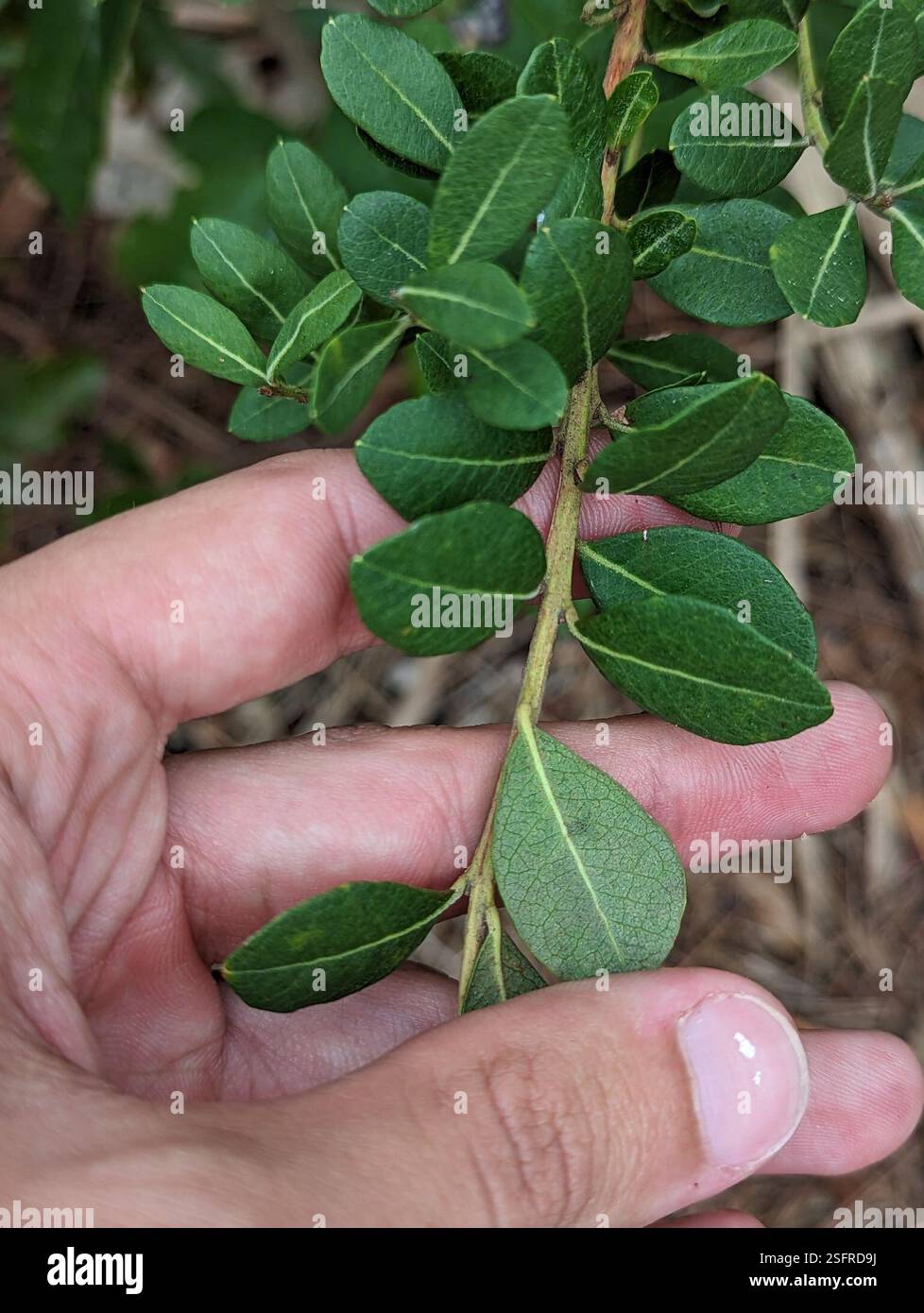 coastal plain staggerbush (Lyonia fruticosa), Plantae, Adventura Acres ...