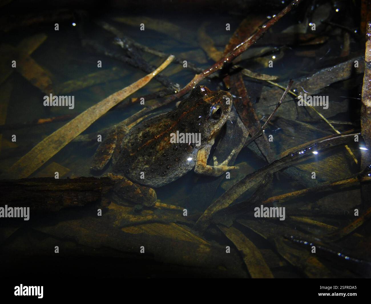 Common Eastern Froglet (Crinia signifera), Amphibia, Hobart TAS ...