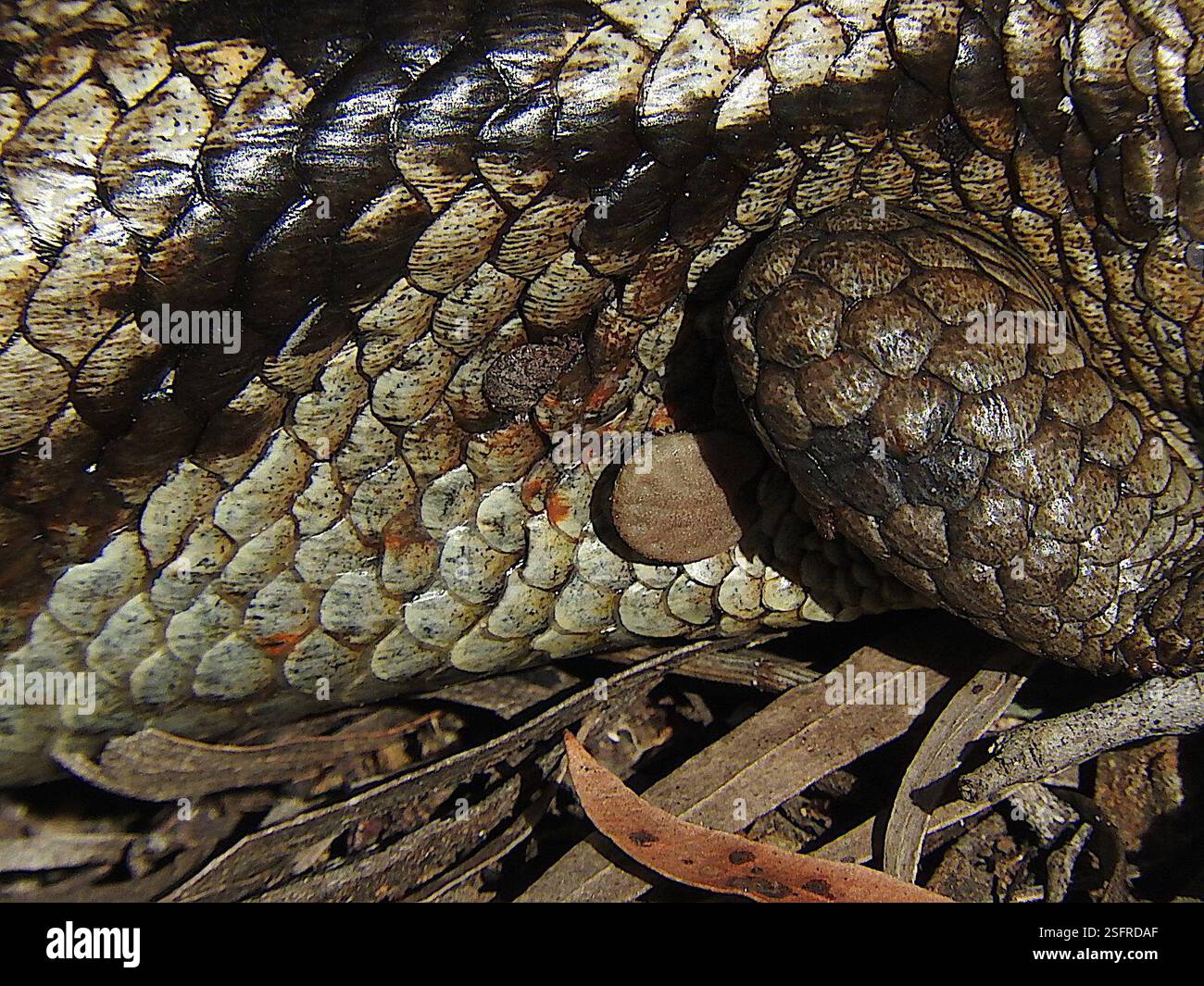 Southern Reptile Tick (Bothriocroton hydrosauri), Arachnida, Hobart TAS ...