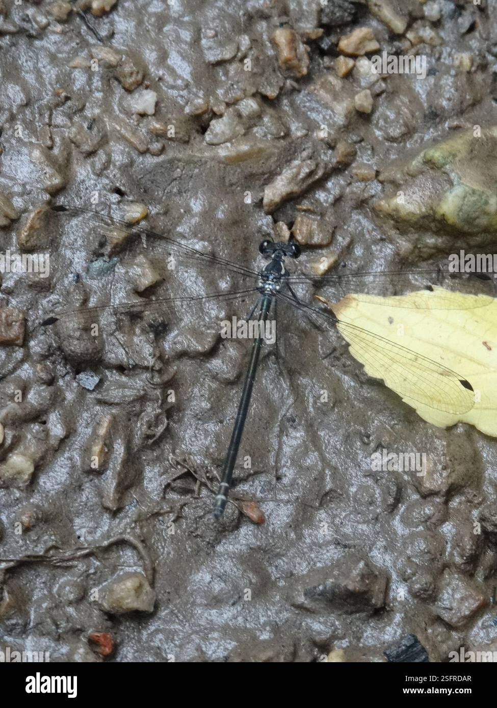 Common Flatwing (Austroargiolestes icteromelas), Insecta, Brisbane QLD ...