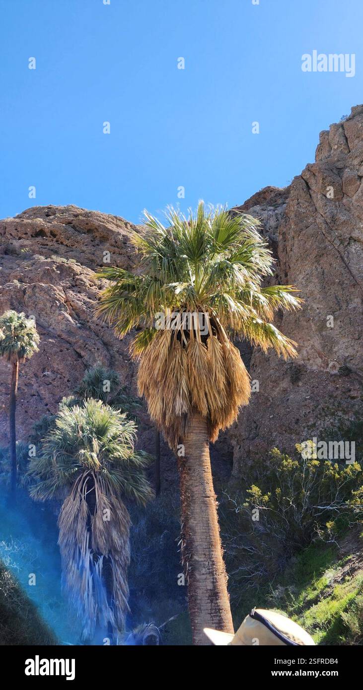 California fan palm (Washingtonia filifera), Plantae, Riverside County ...