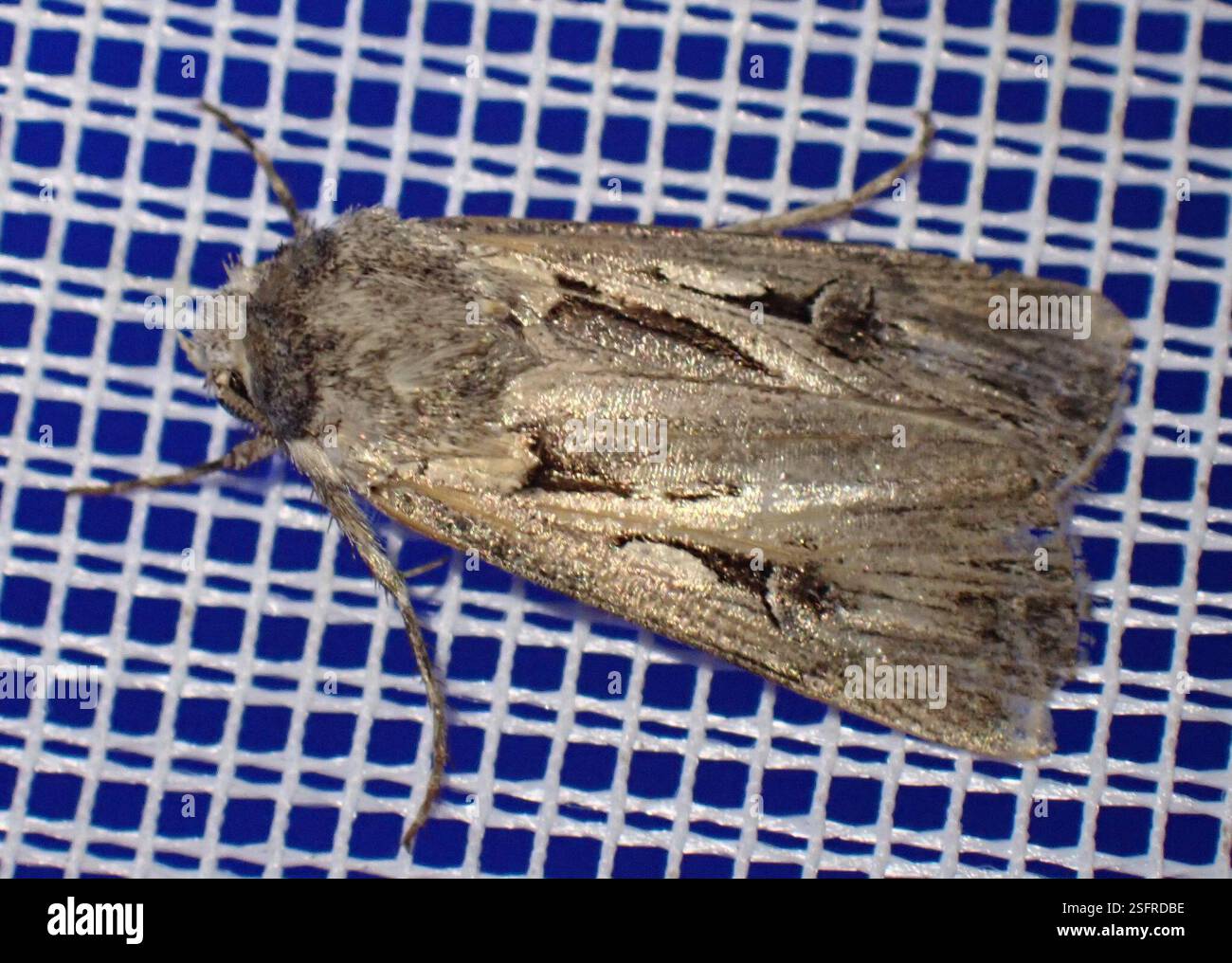 (Agrotis subspinifera), Insecta, Santo Antão, Cape Verde, CV Stock ...
