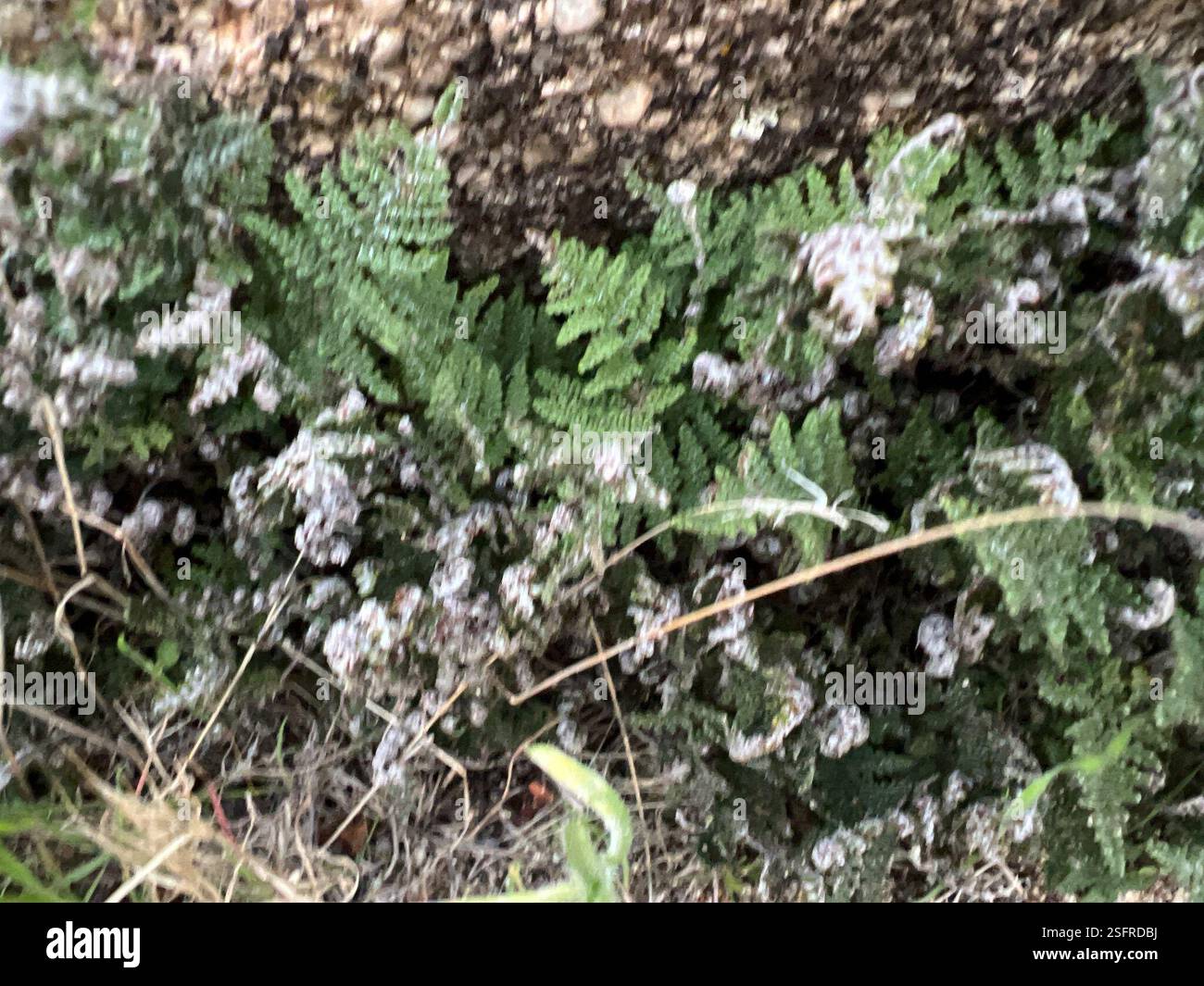 Coville's lip fern (Myriopteris covillei), Plantae, Anza-Borrego Desert ...