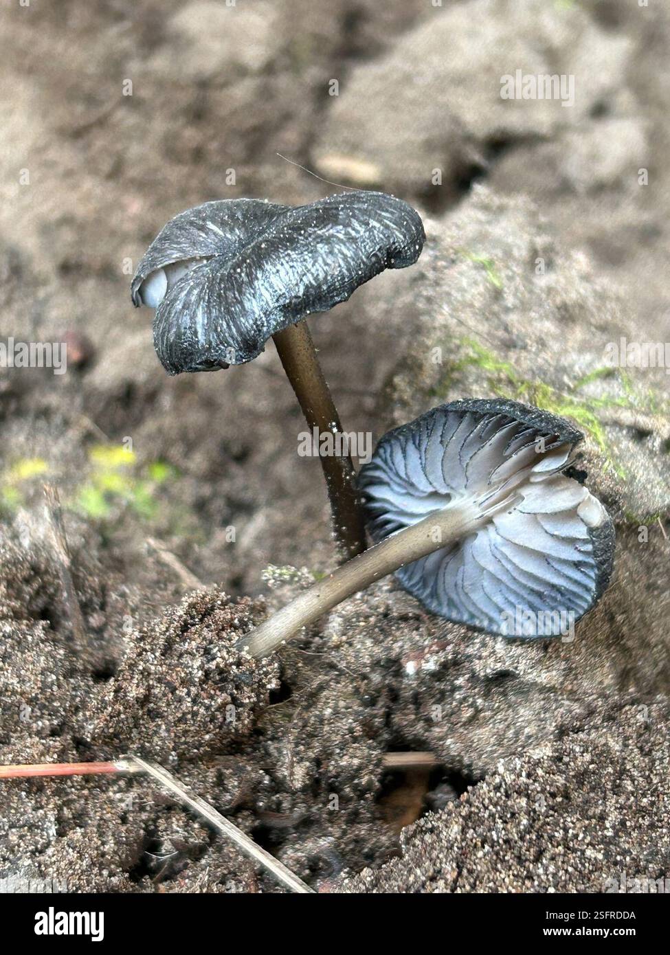 Blue Edge Pinkgill (Entoloma serrulatum), Fungi, Los Osos, CA, US Stock ...