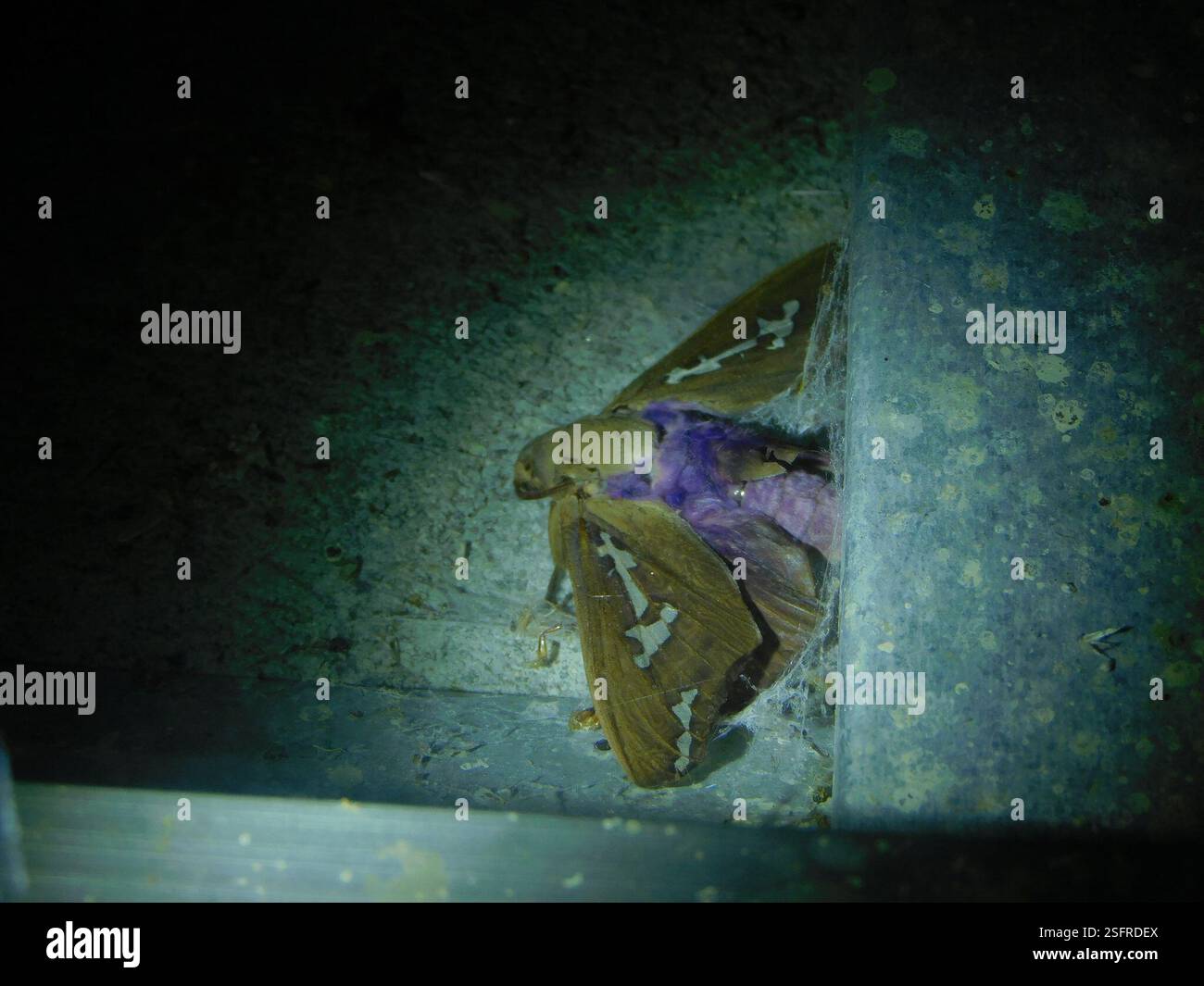 Mustard Ghost Moth (Abantiades hyalinatus), Insecta, Hobart TAS ...