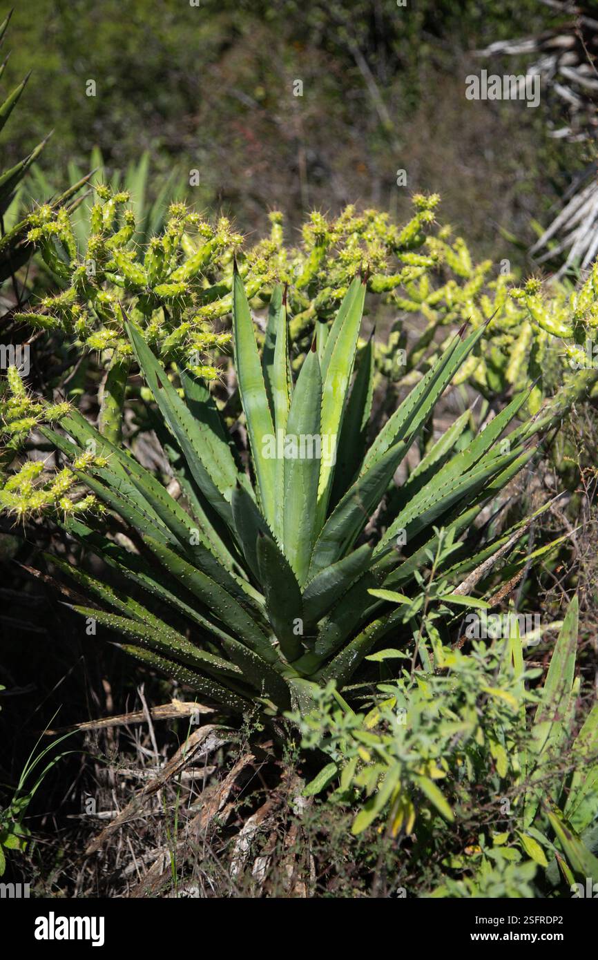 Wild maguey jabali (Agave Convallis) plants on an organic plantation ...