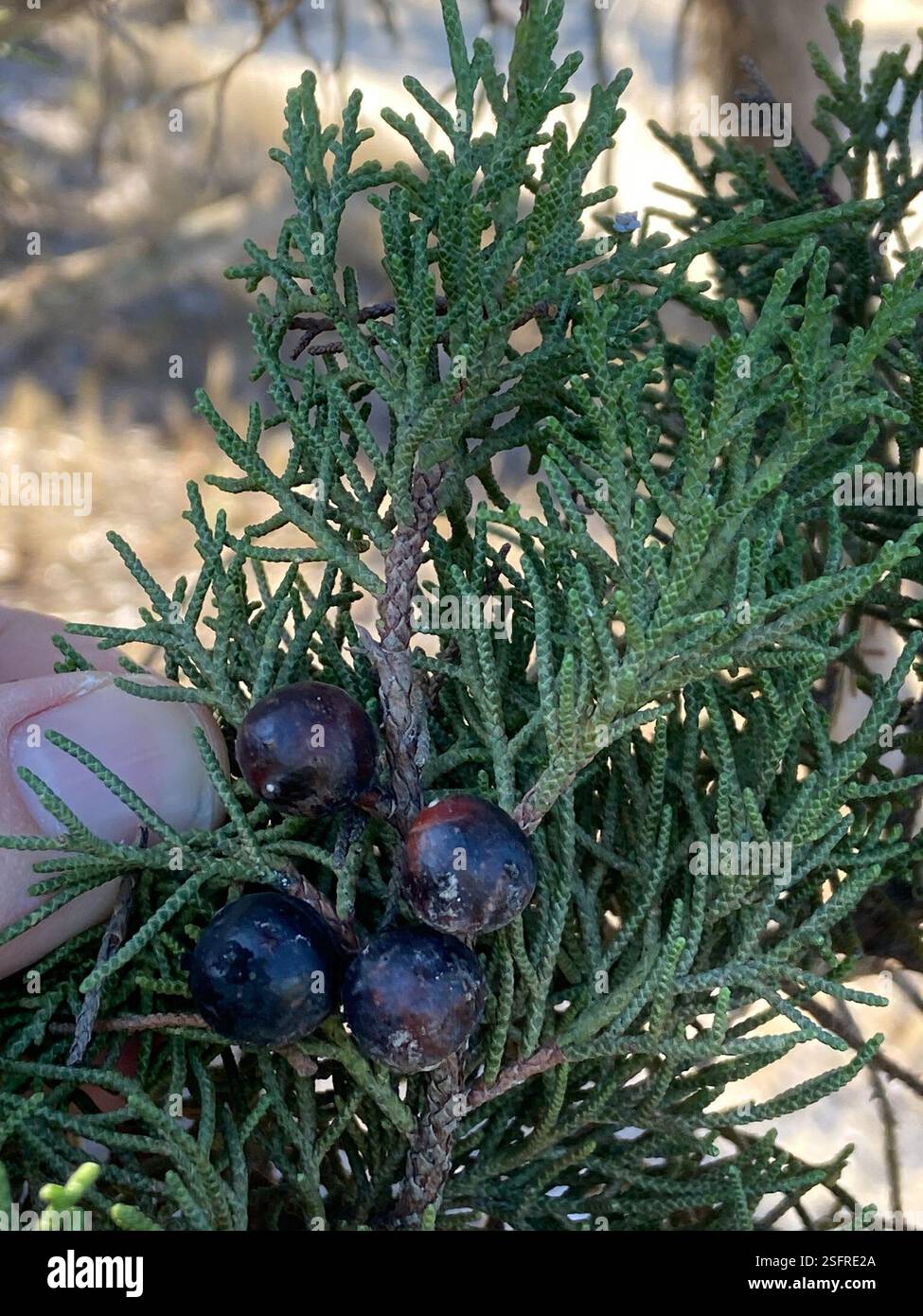 Mediterranean juniper (Juniperus turbinata), Plantae, Puerto de Campos ...