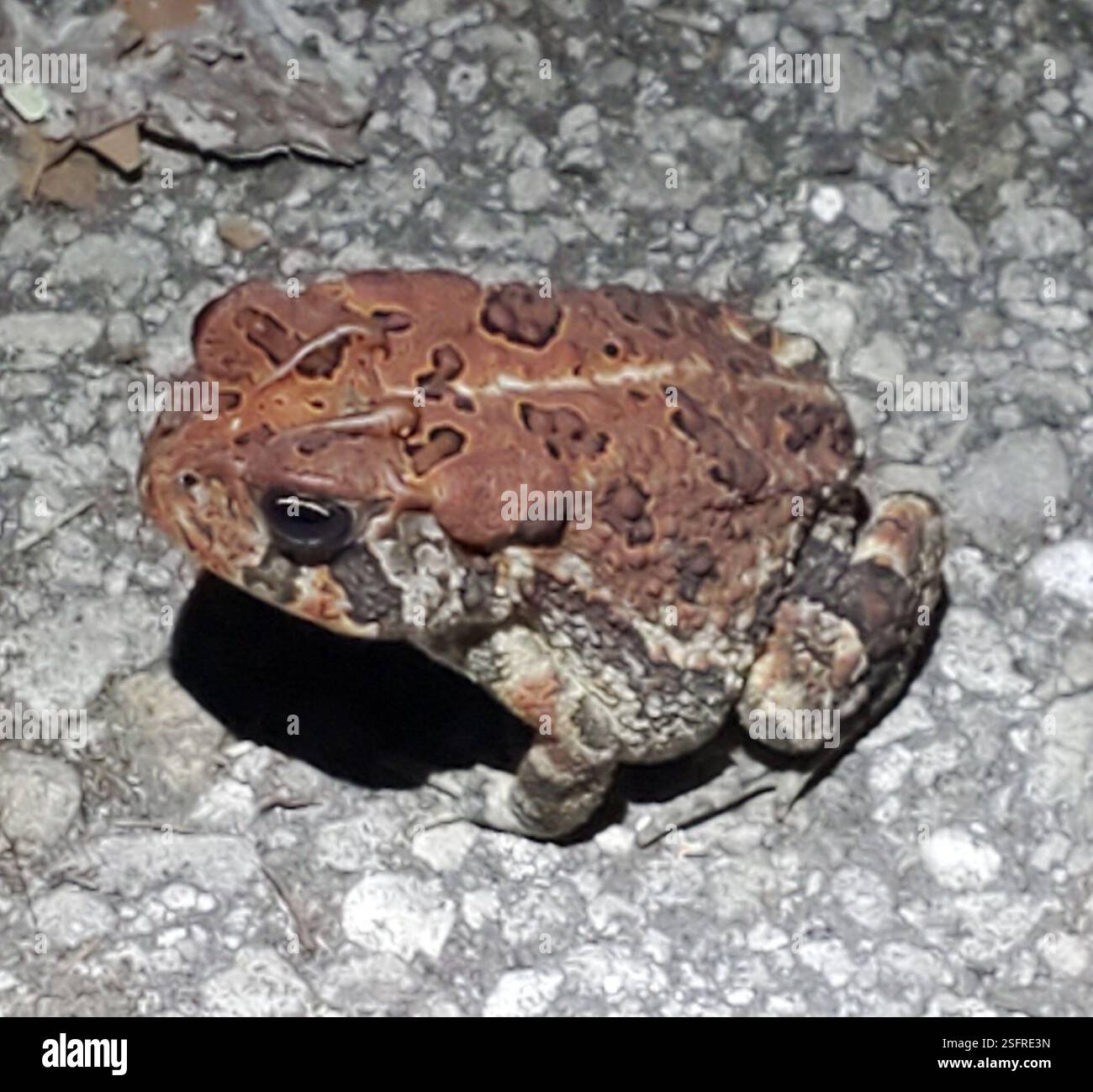 Southern Toad (Anaxyrus terrestris), Amphibia, Hawthorne, FL 32640, USA ...